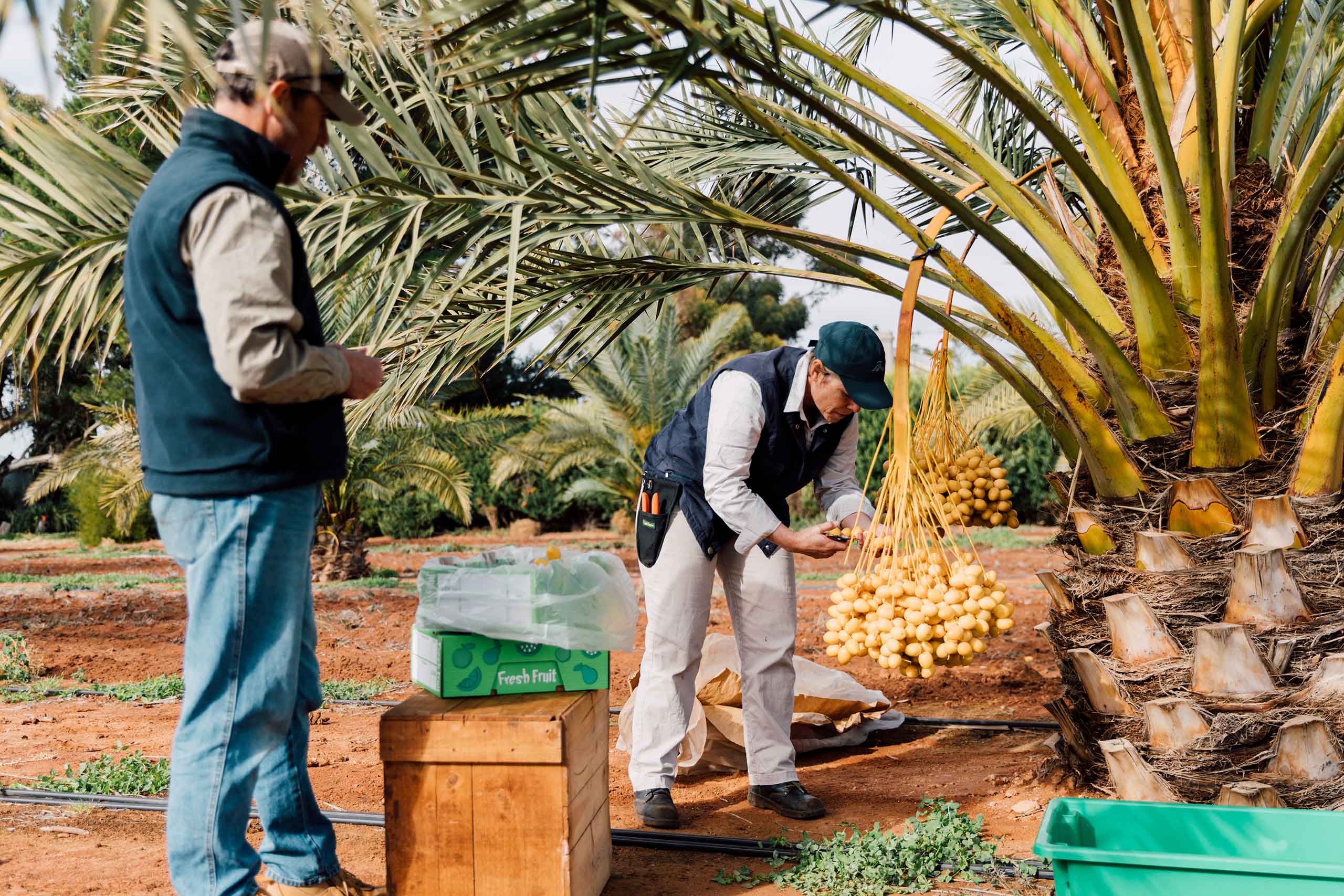 Producers | Riverland, South Australia